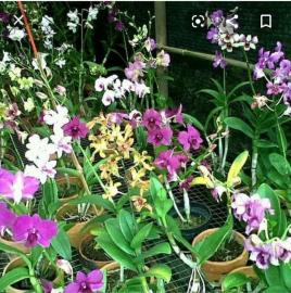 Jenis Anggrek yang Mempesona Cocok Bagi Para Pecinta Tanaman Hia